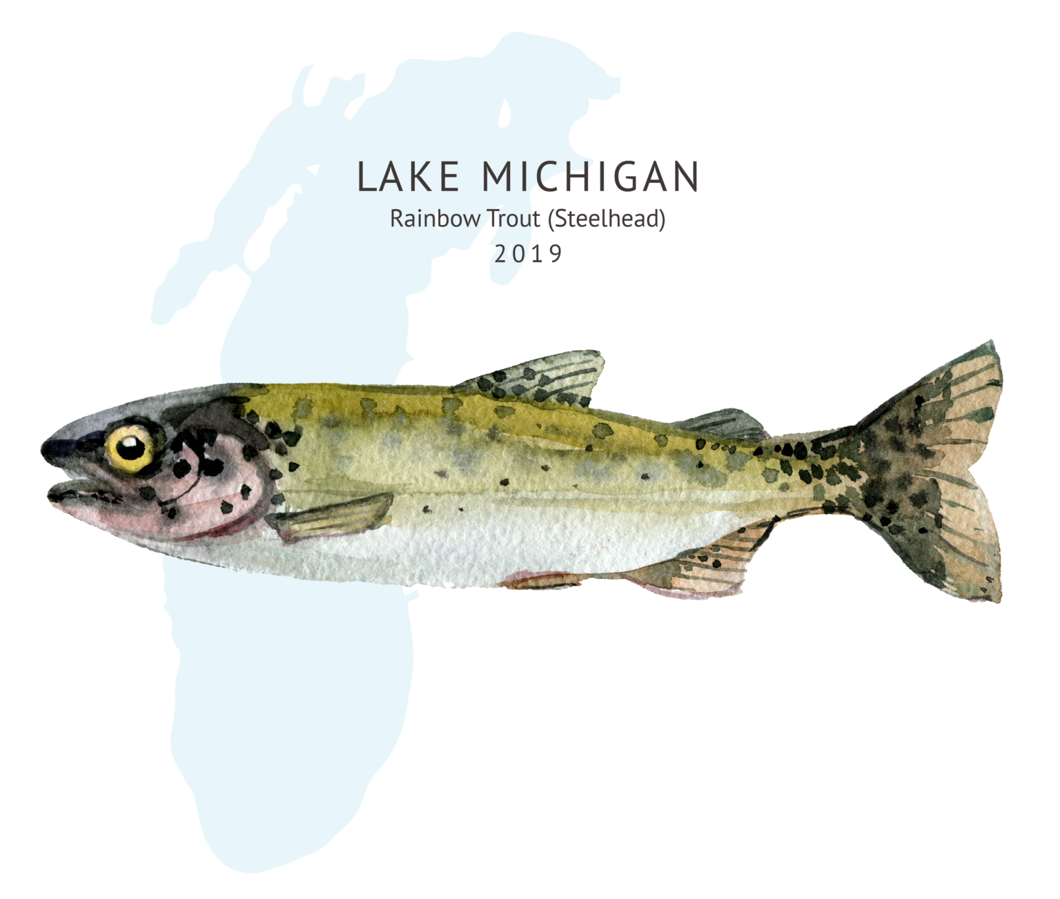 GLFT-funded researchers describe the diets of predatory fish - Great ...