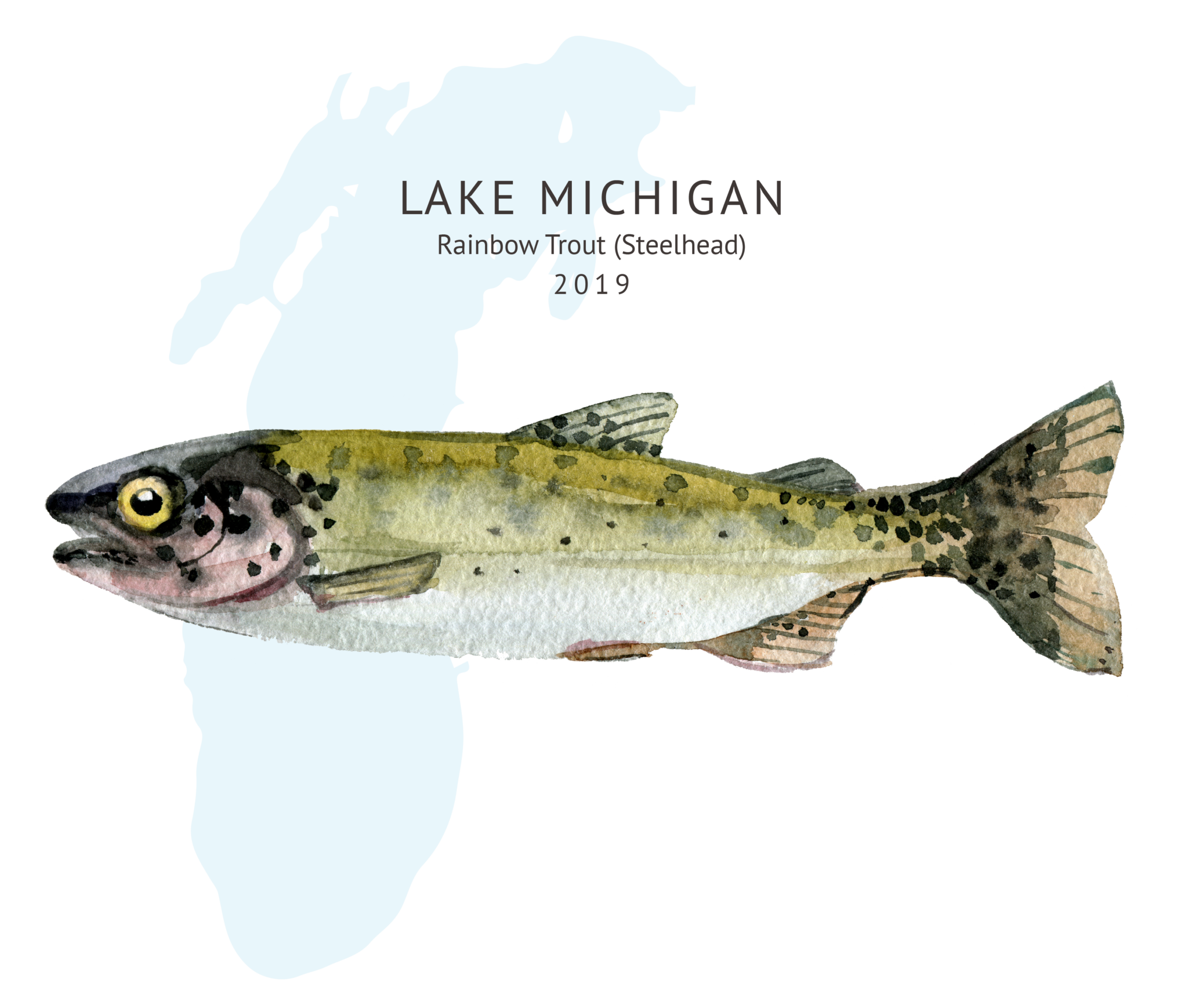 GLFT-funded researchers describe the diets of predatory fish - Great ...